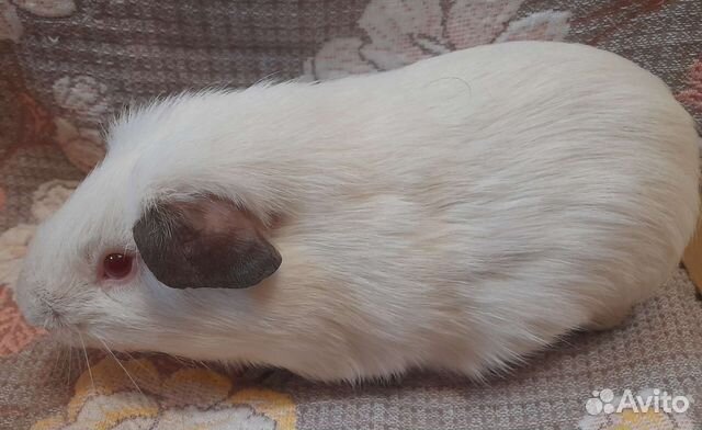 Мальчик калифорния морская свинка