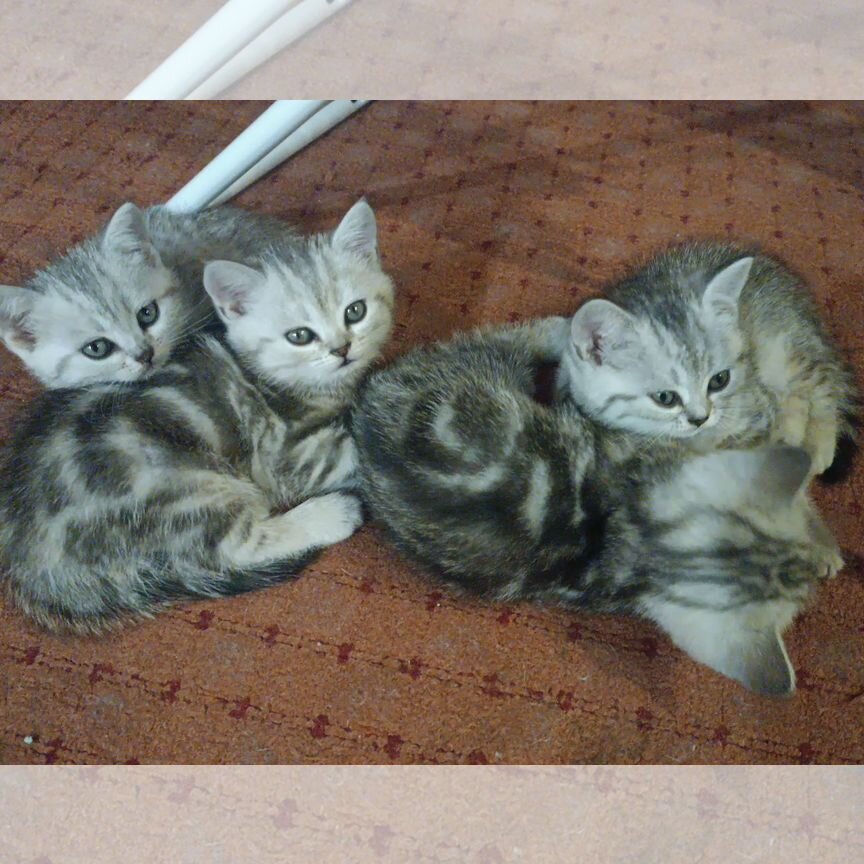 Британский короткошёрстный котёнок