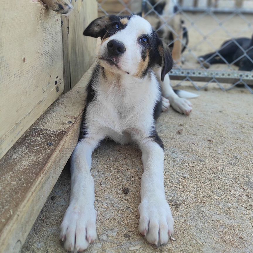 Щенки в добрые руки