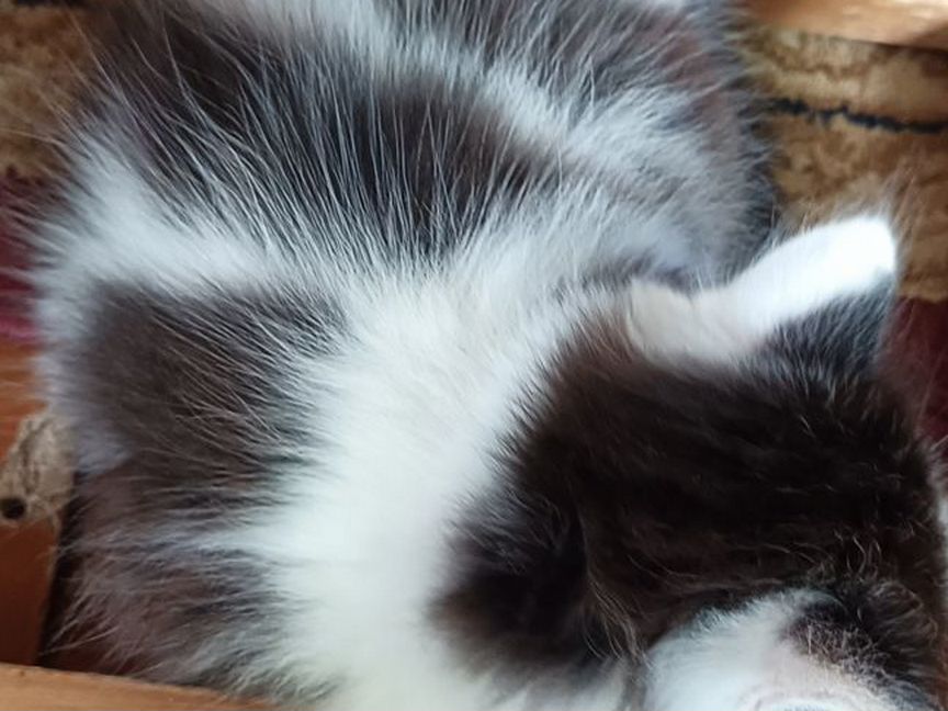 Отдаем кошечку Бесси