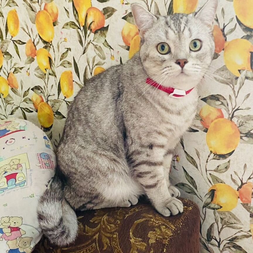Отдам кота