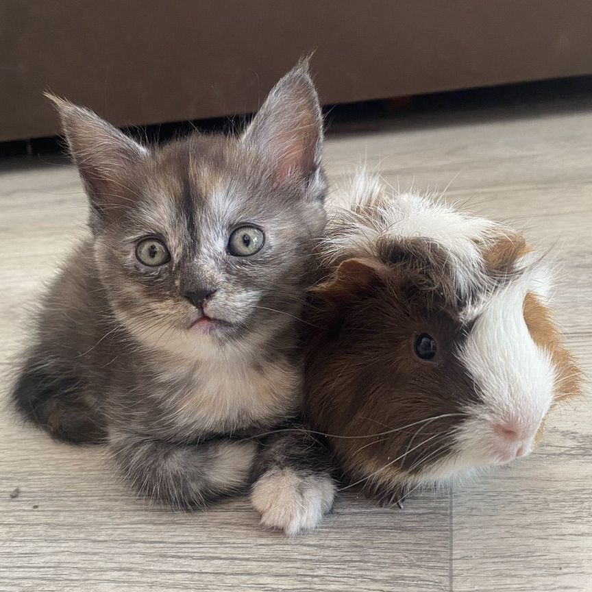 Мейн-кун котёнок