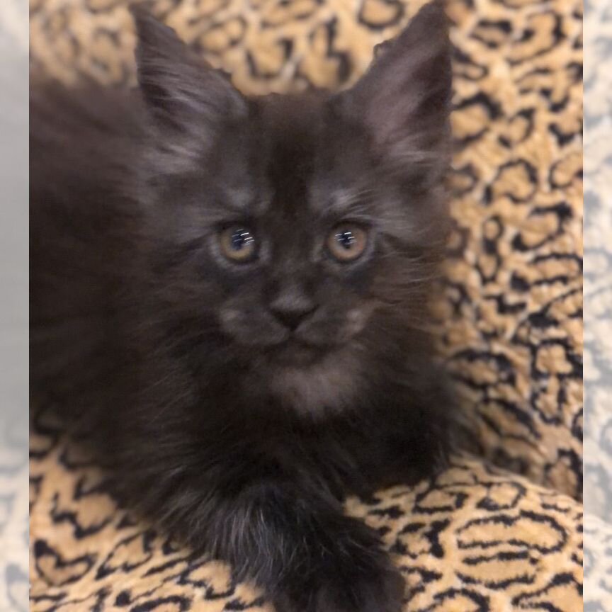 Мейн-кун котёнок