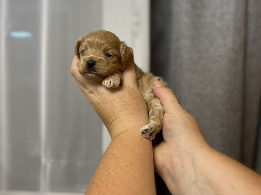 Мальтипу f1 micro