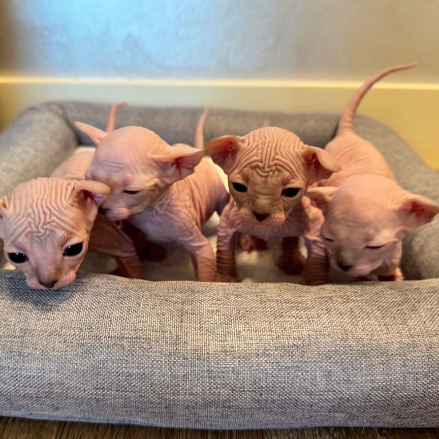 Канадский сфинкс