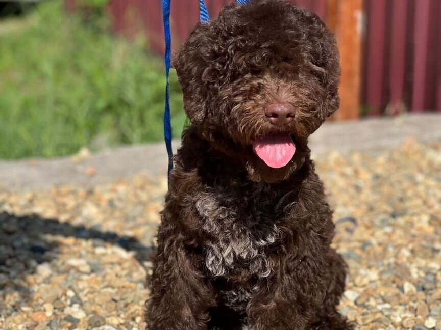 Очаровательные щенки Лаготто романьоло