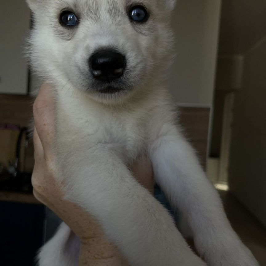 Южные щенки