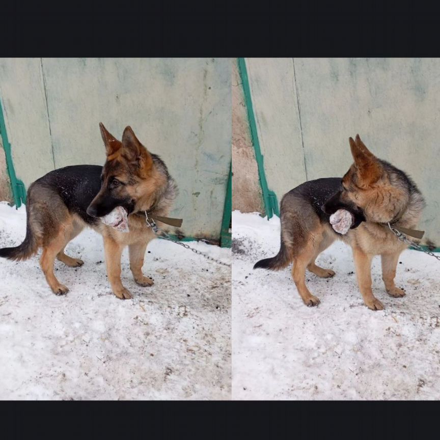 Немецкая овчарка, щенок