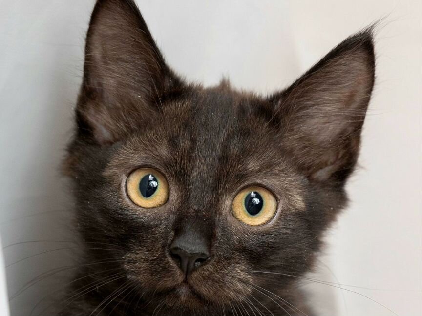 Черный котенок