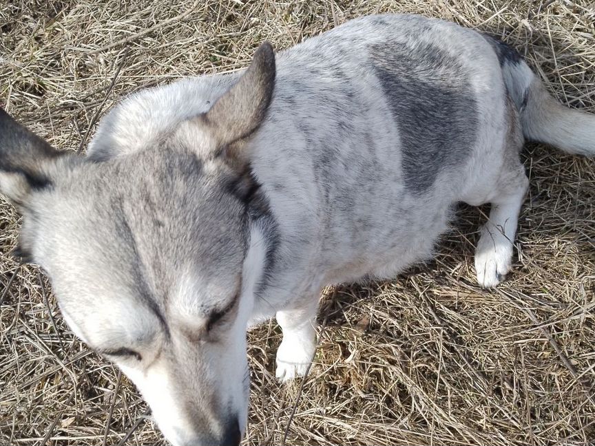 Вельш-корги пемброк девочка