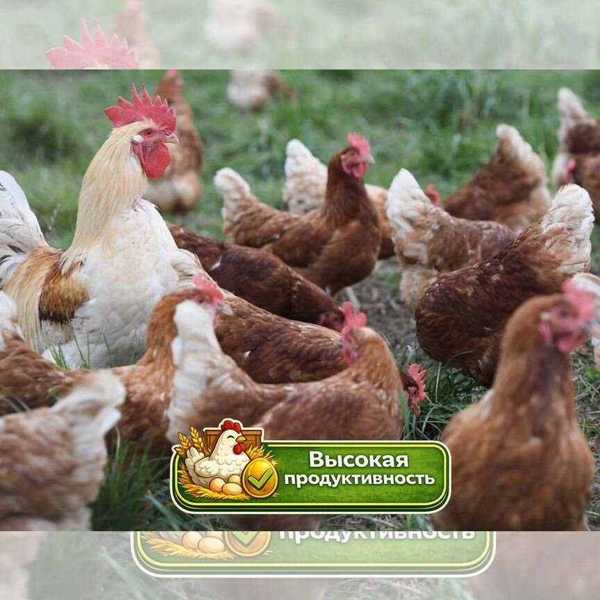 Куры несушки с доставкой
