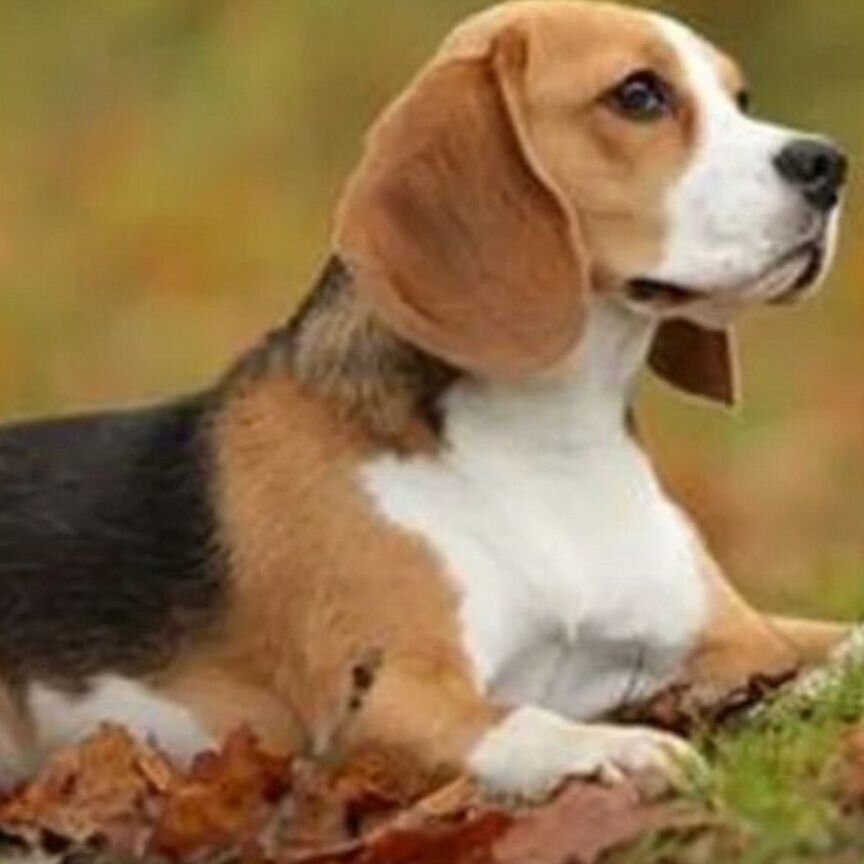 Бигль, щенок