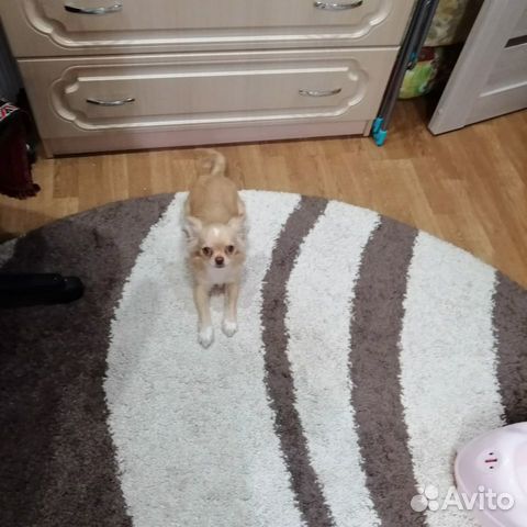 Щенок Чихуахуа д/ш, персиковый окрас