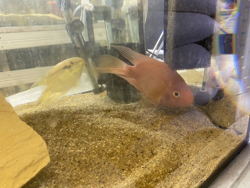 Аквариумные рыбкии цихлозома, попугай японский