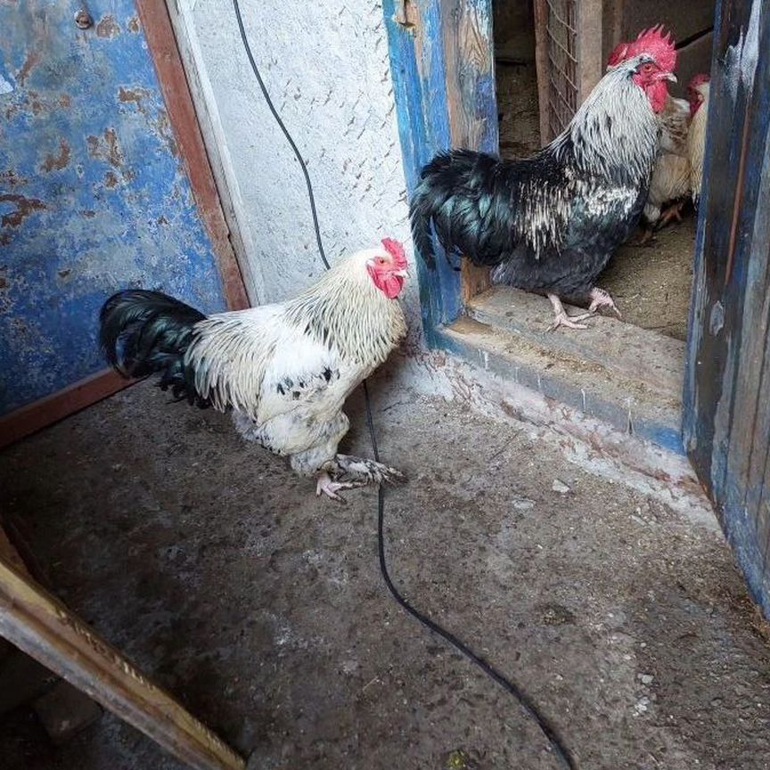 Молодые петухи брама