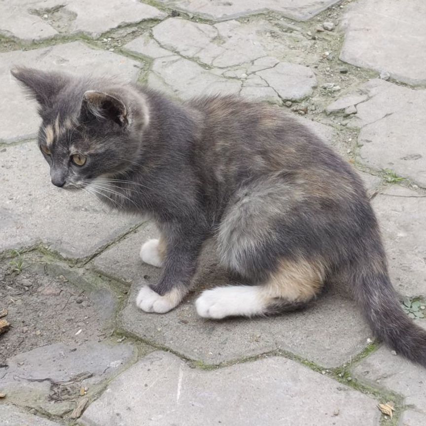 Котёнок в добрые руки