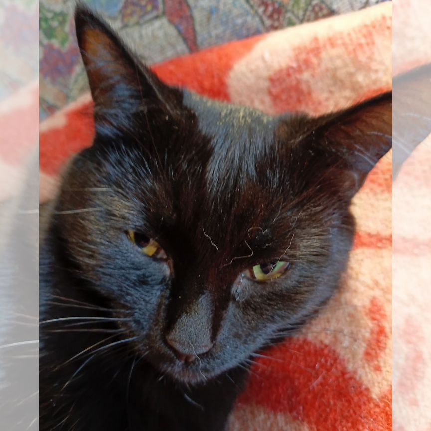 Взрослая, кошка в добрые руки