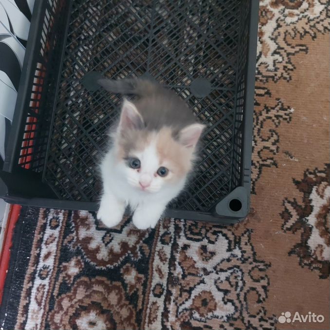 Две красивые кошечки ищут любящих родителей