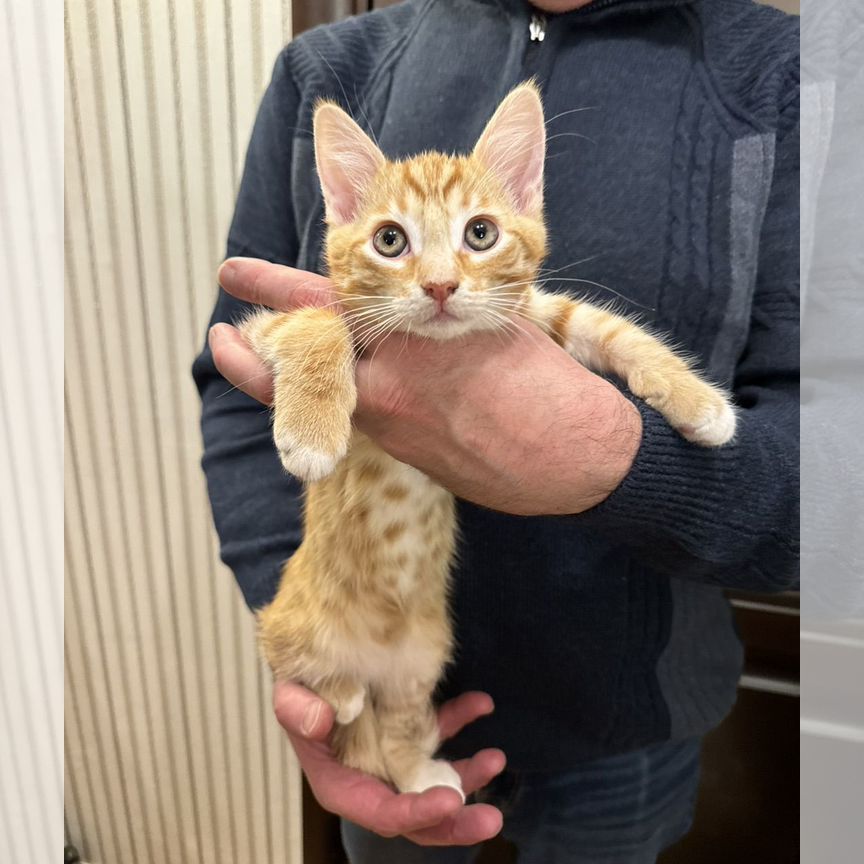 Рыжий котенок