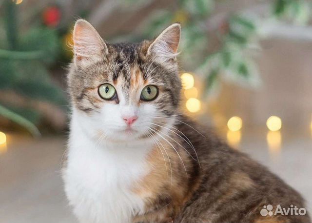 Кошка в дар