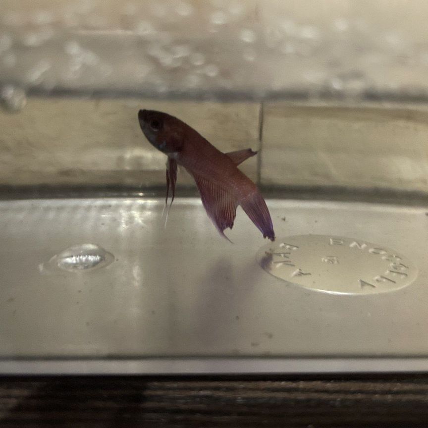 Рыбка петушок