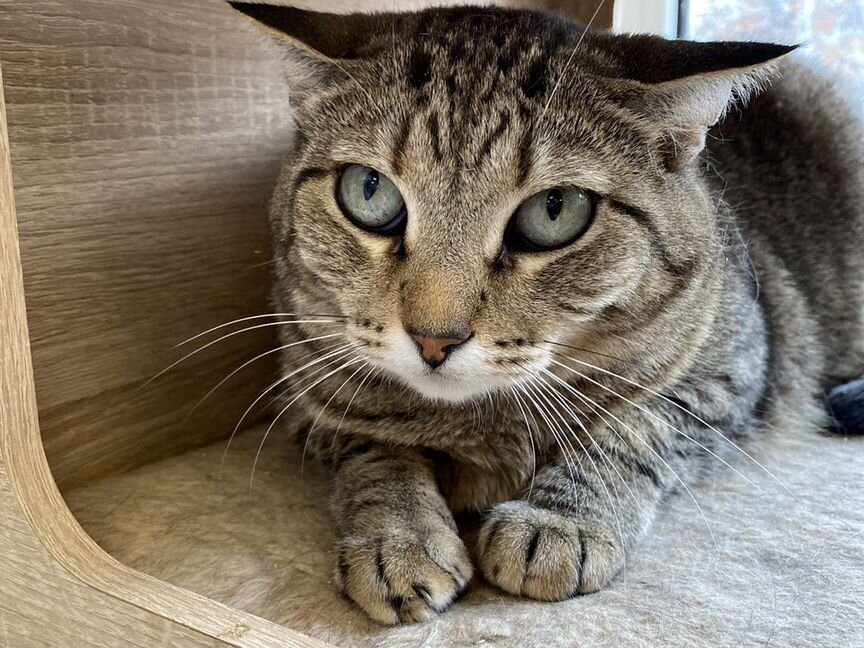 Дикие, но симпатичные