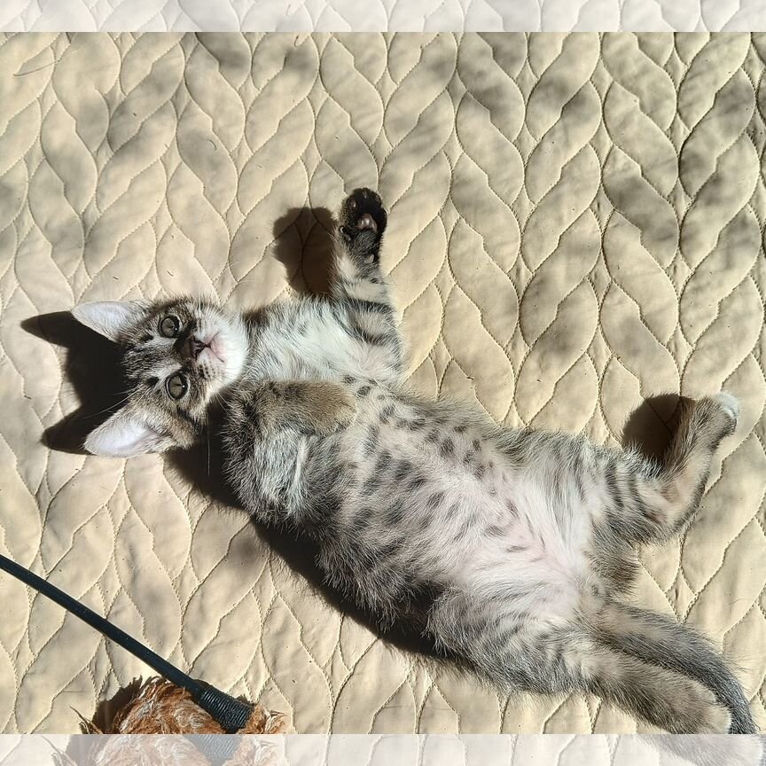 Котенок от битанской кошки