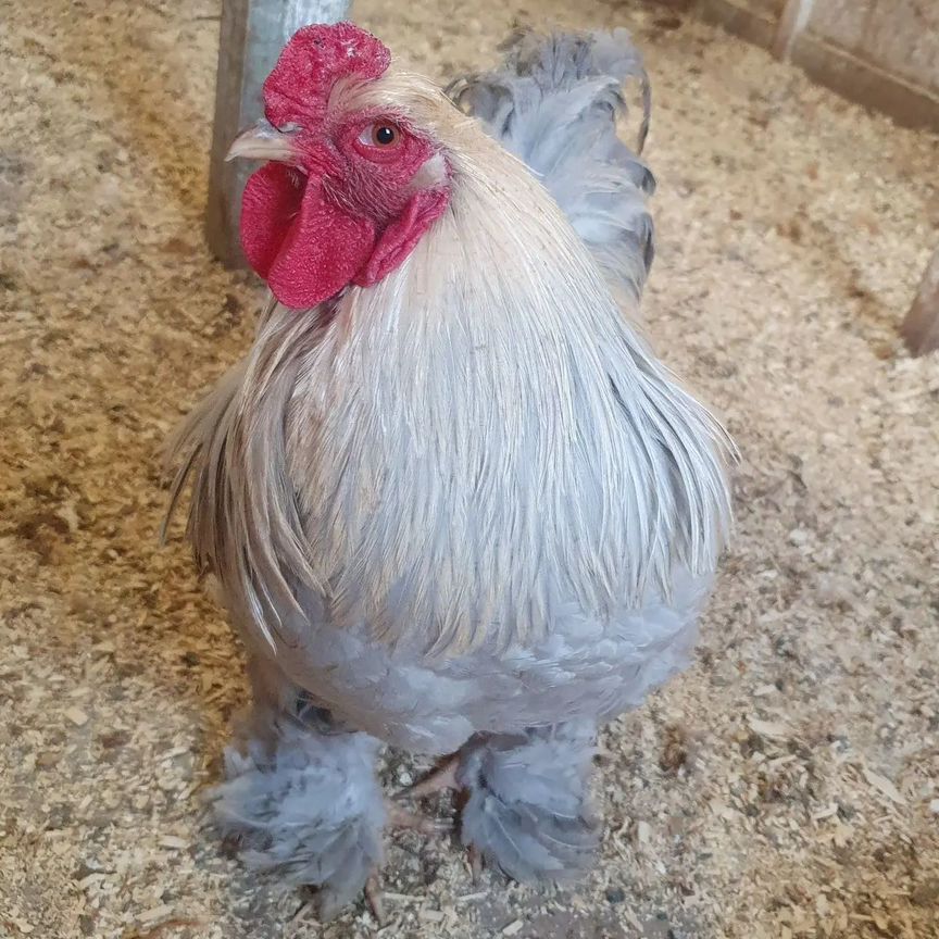 Куры петухи