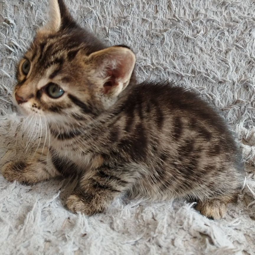 Котёнок метис