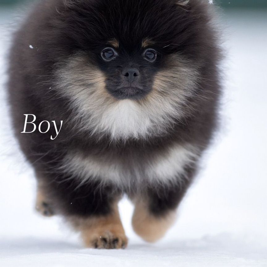 Померанский шпиц мальчик