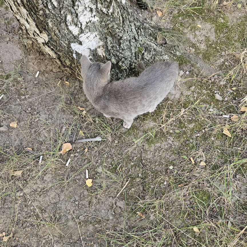 Супер котята