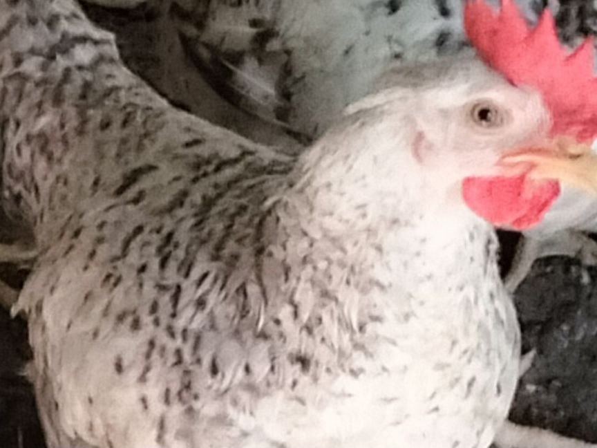 Молодые петухи, индоутята