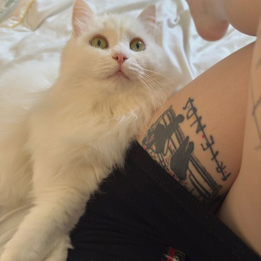 Отдам белого кота