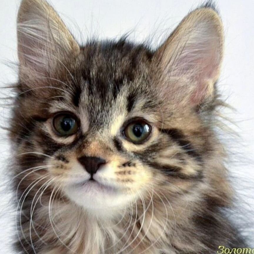 Курильский бобтейл длинношёрстный котёнок