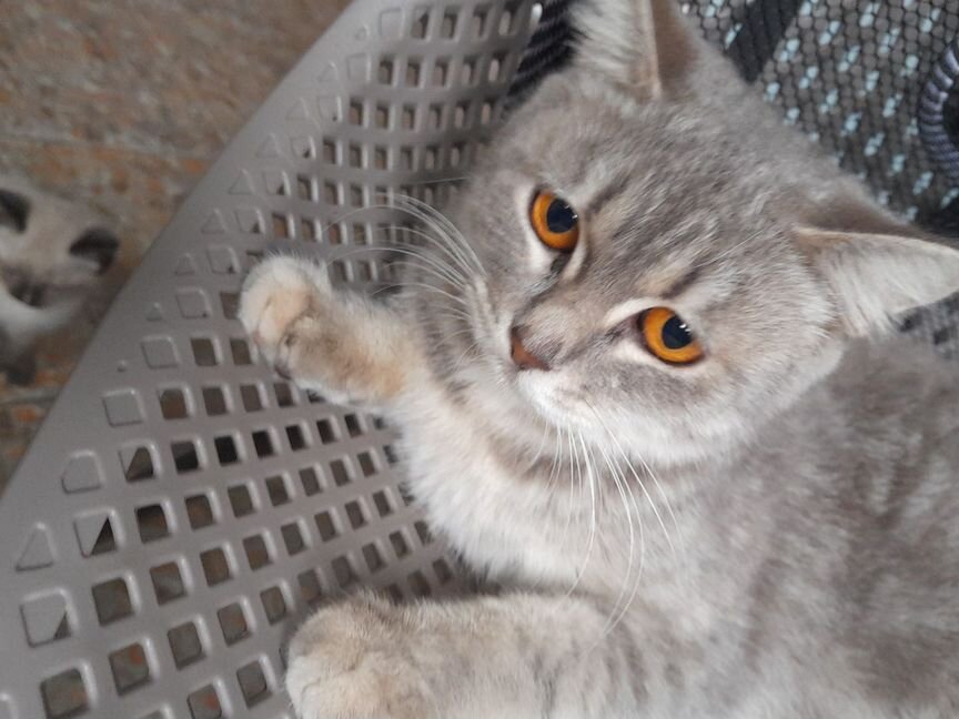Кошка