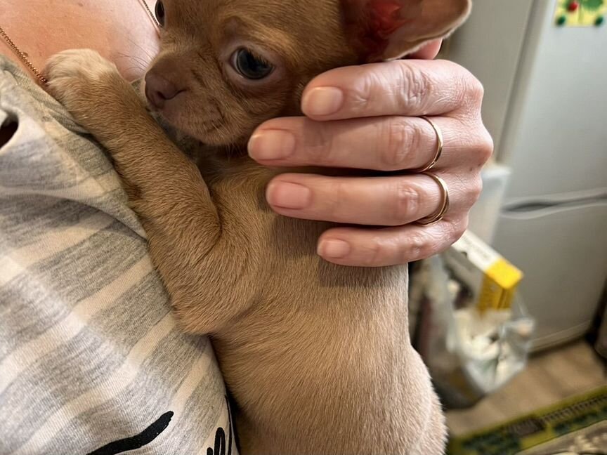 Чихуахуа стандарт девочка