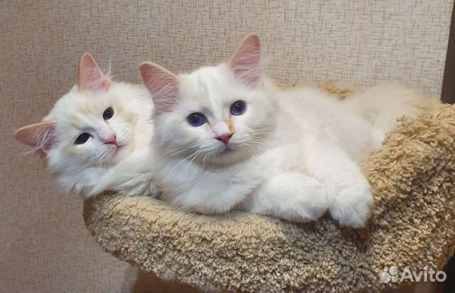 Котята рэгдолл