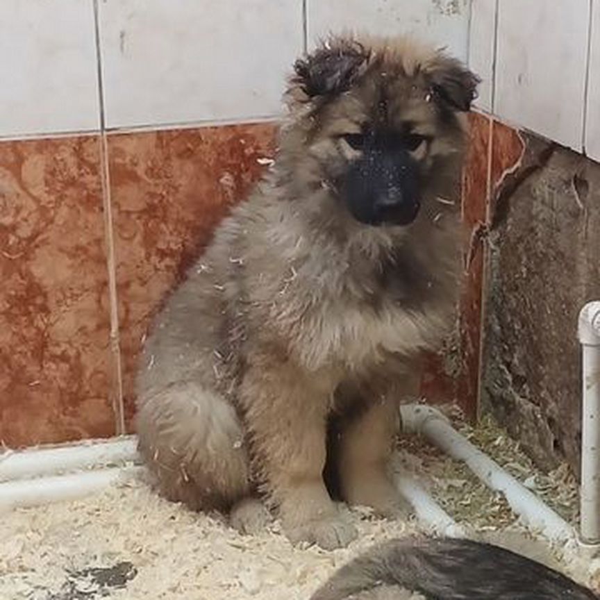 Щенки мальчики и девочки