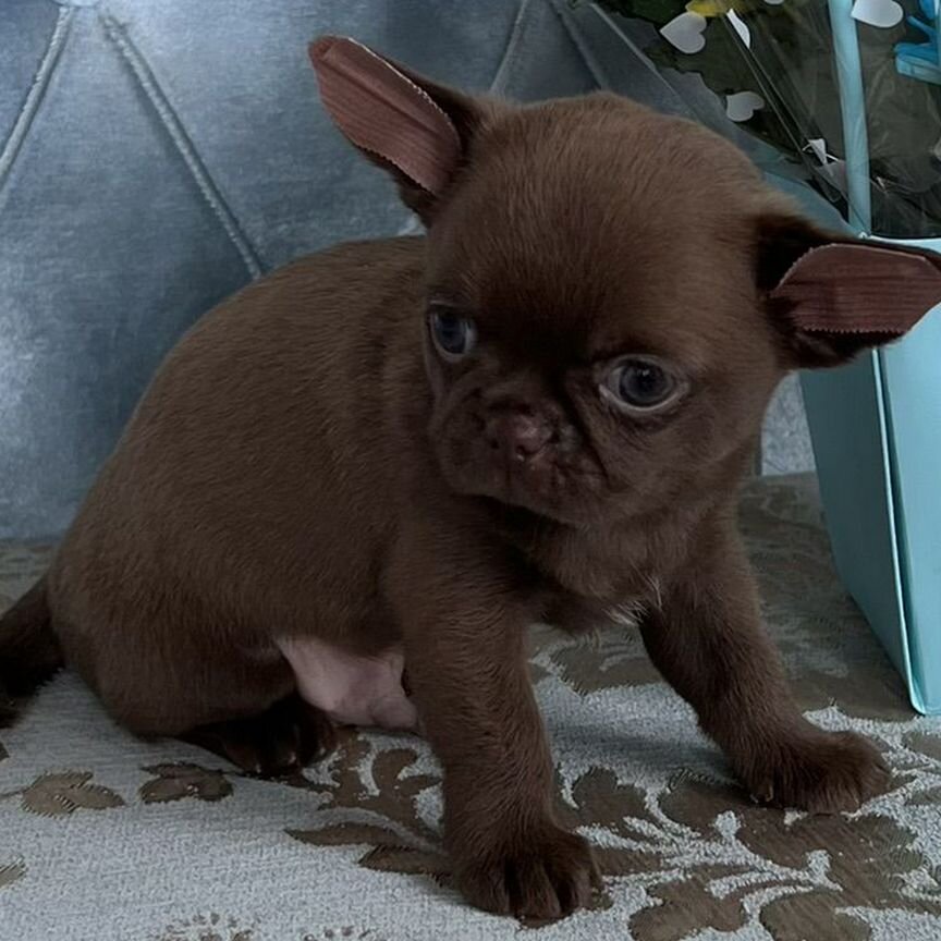 Шоколадный курносик