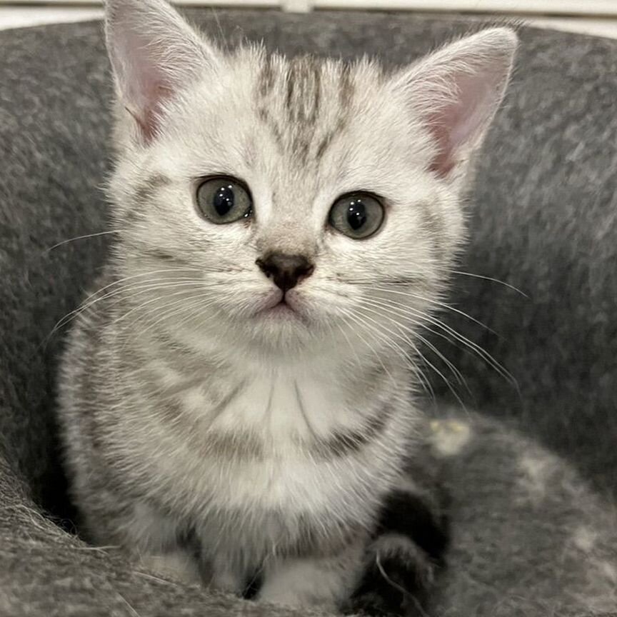 Папа британец серебристая шиншила, мама тайка