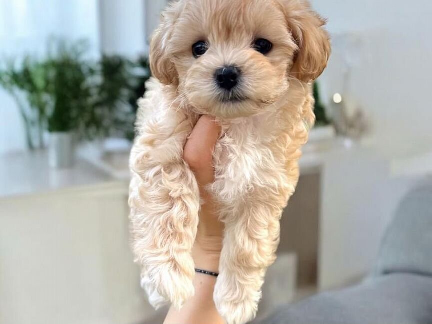 Мальтипу f1 мини девочка