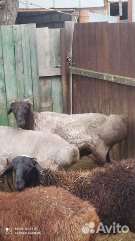 Курдючные бараны овцы