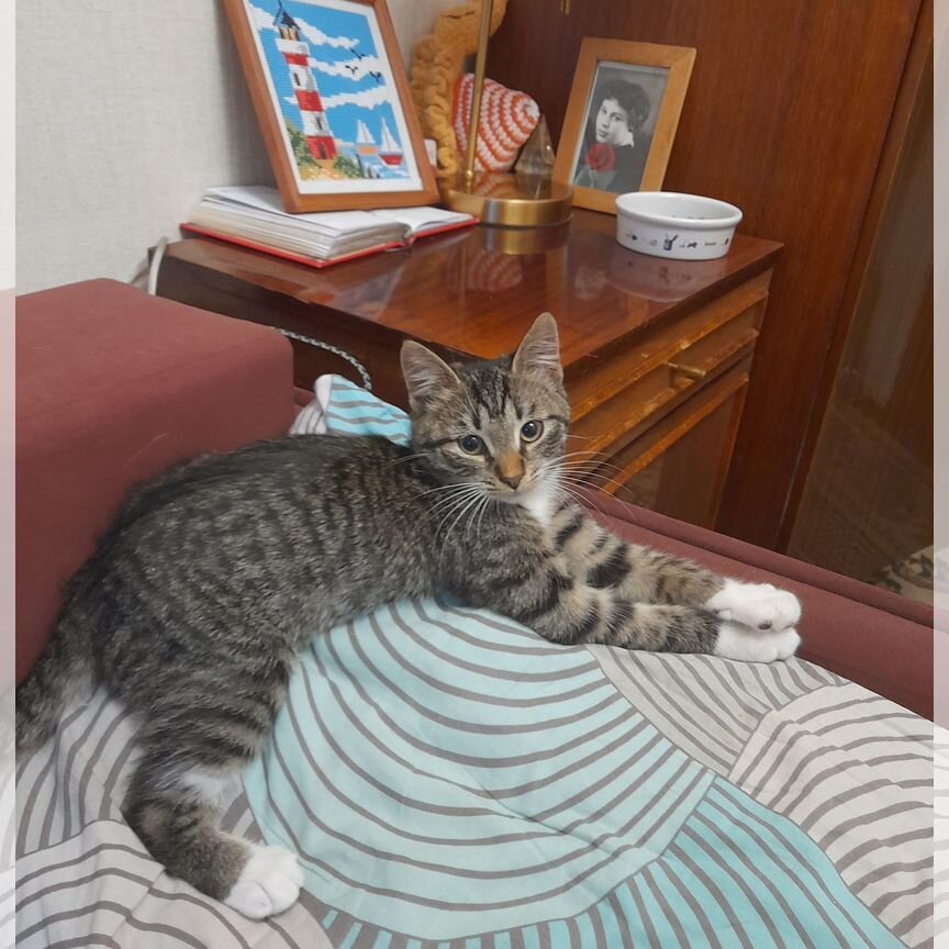 Котёнок в добрые руки