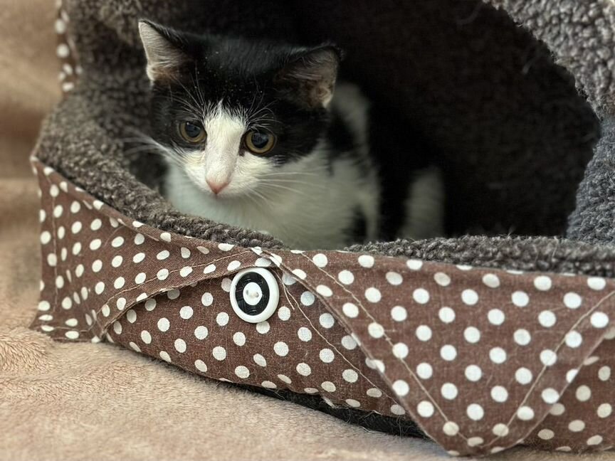 Малышка Стеша ищет дом