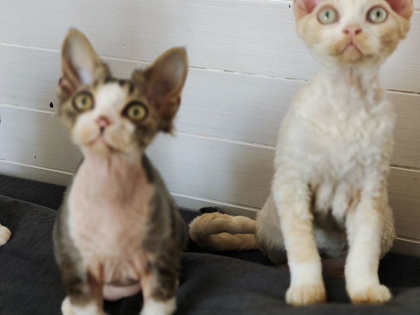 Девон Рексики