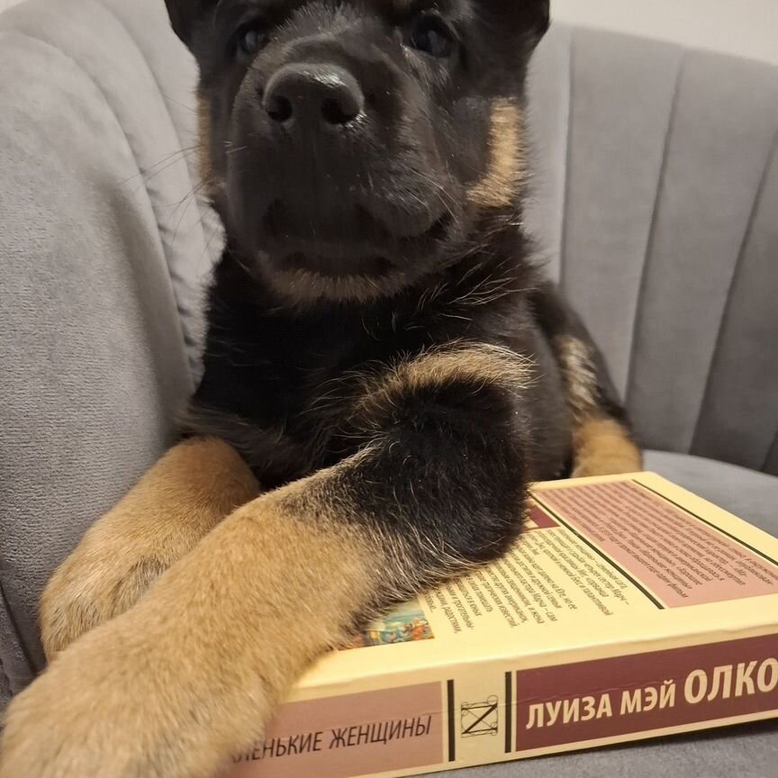 Щенок Бублик ищет дом