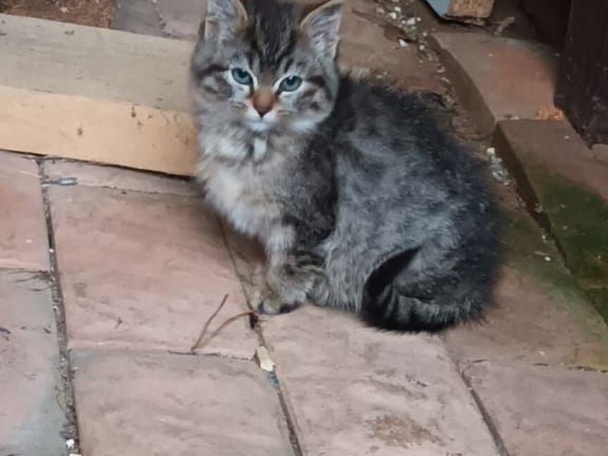Кошка Котенок
