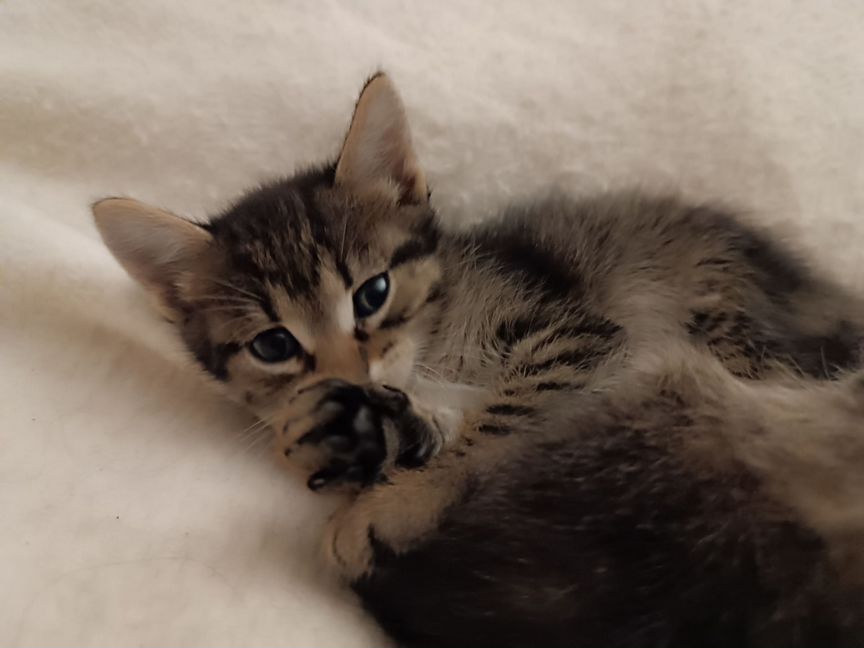 Кошка