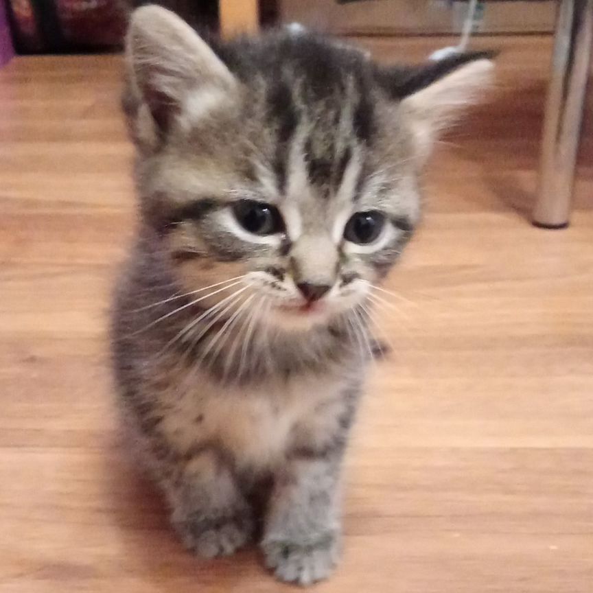 Сибирский котёнок