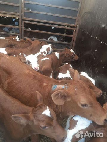 Бычки симменталы